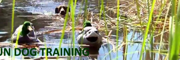 San Diego Labrador Retrievers - Raney Ranch Retrievers