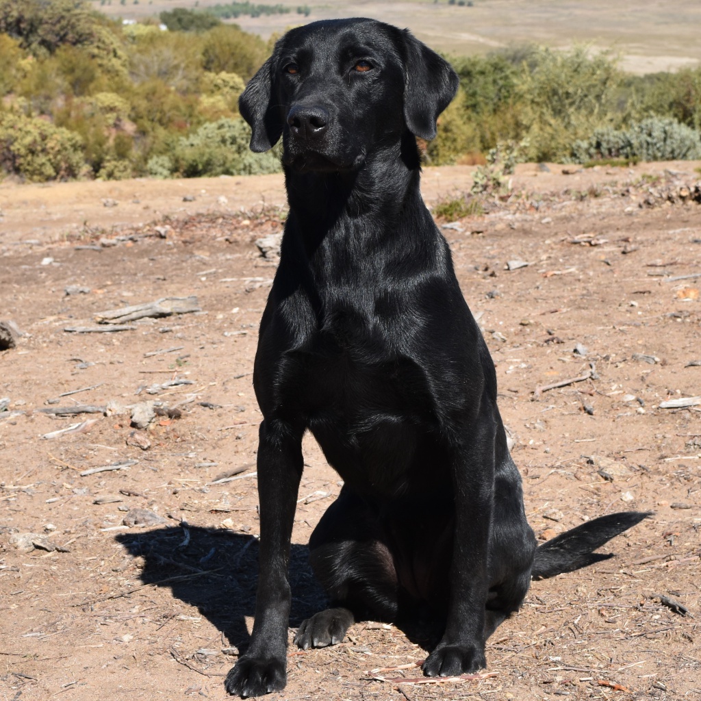 Labrador Retriever Dams - Raney Ranch Retrievers