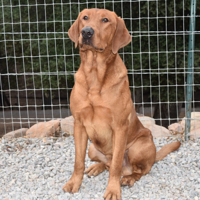 Labrador Retriever Stud Dogs - Raney Ranch Retrievers