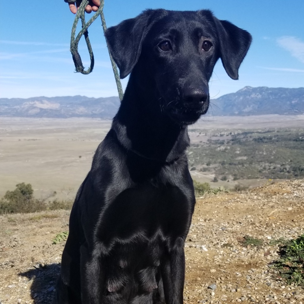 Labrador Retriever Dams - Raney Ranch Retrievers